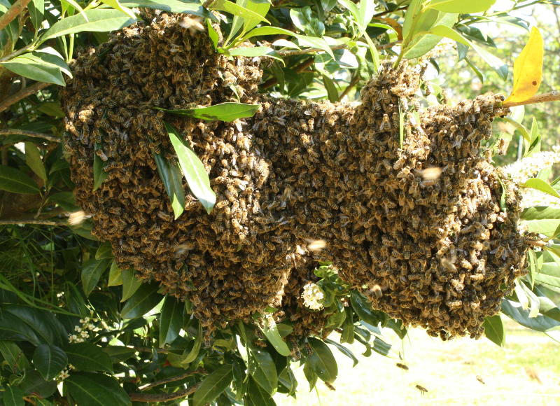 Bienenschwarm – Bienenhof Rockenberg